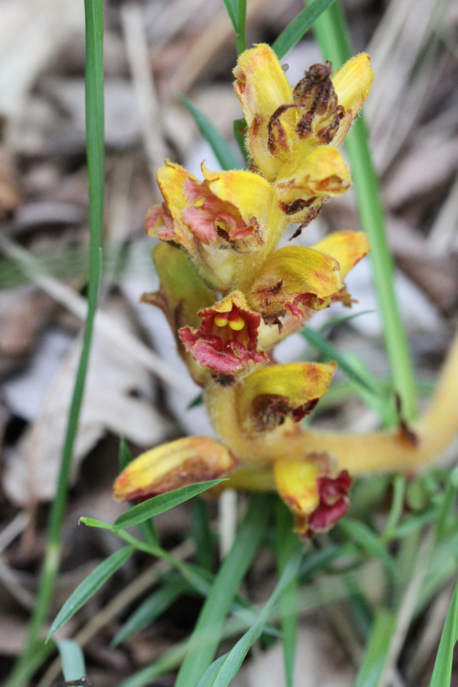 Bizeljsko - Pojalnik (Orobanche sp.)