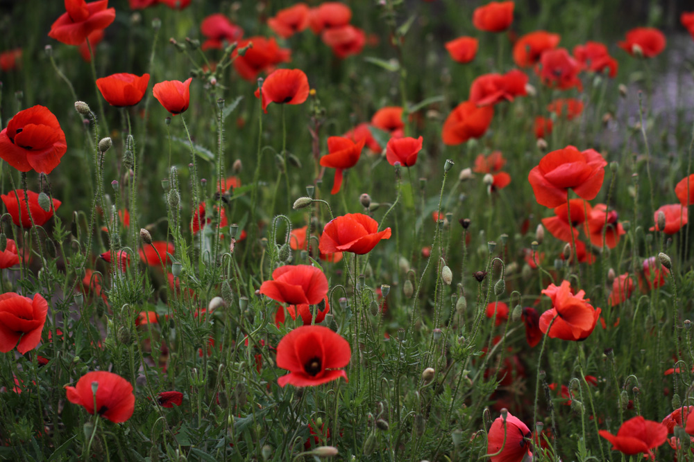 Bizeljsko - Poljski mak (Papaver rhoeas)