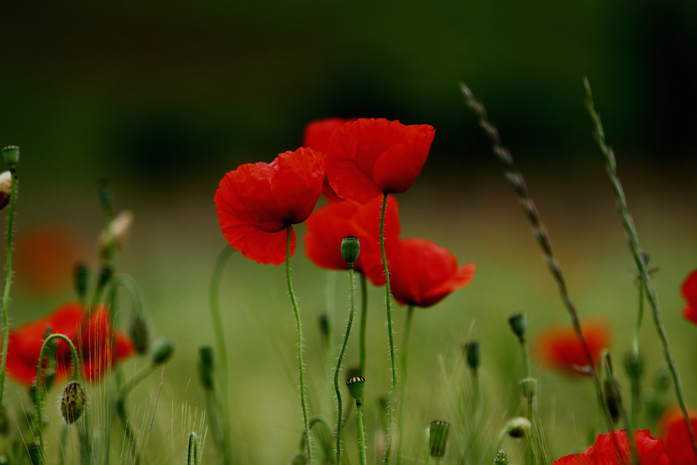 Bizeljsko - Poljski mak (Papaver rhoeas)