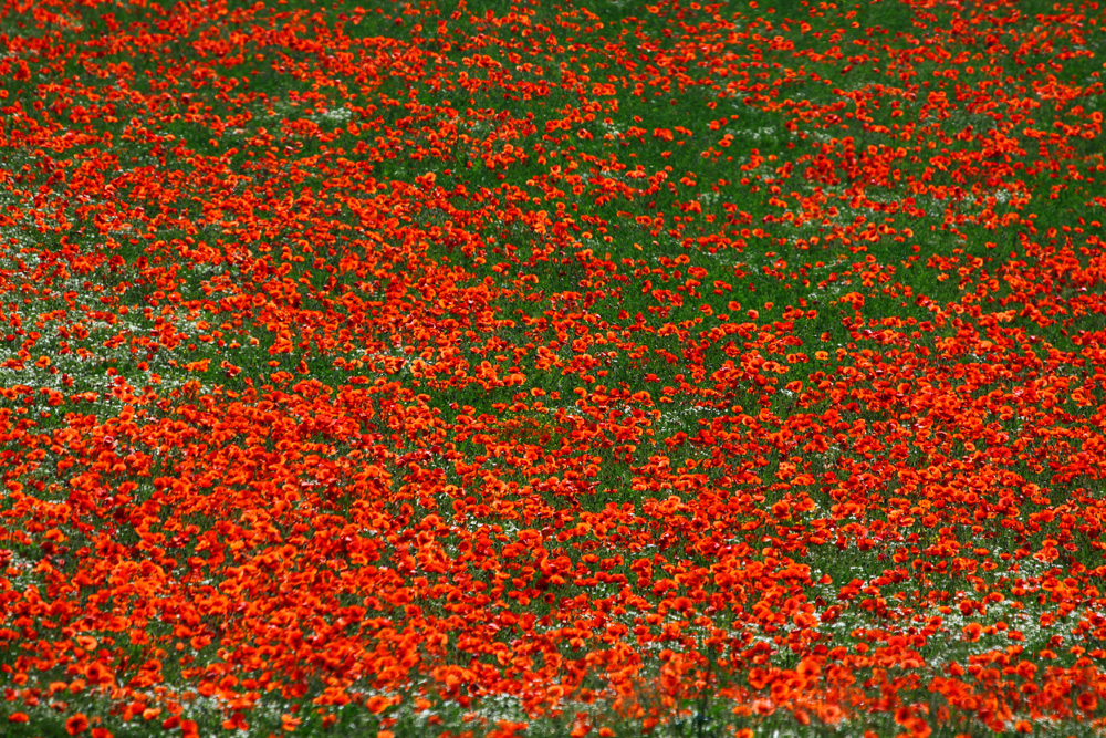 Bizeljsko - Poljski mak (Papaver rhoeas)