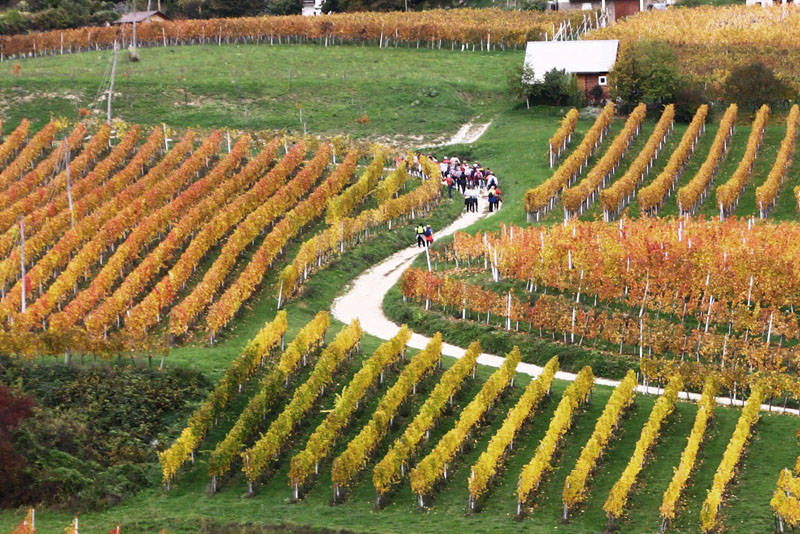 Bizeljsko - Po grajski pešpoti na bizeljski grad