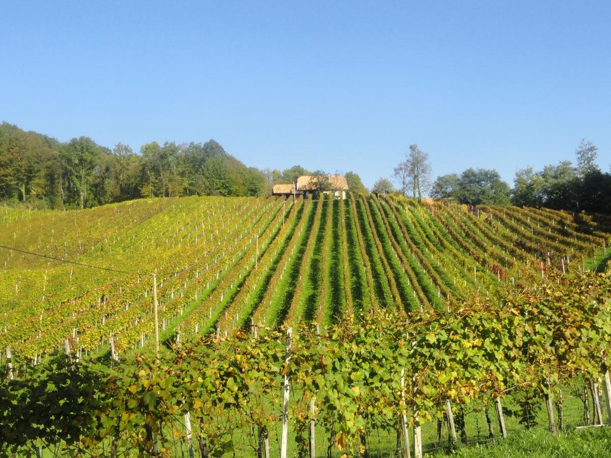 Bizeljsko - Tradicionalno na bizeljski grad