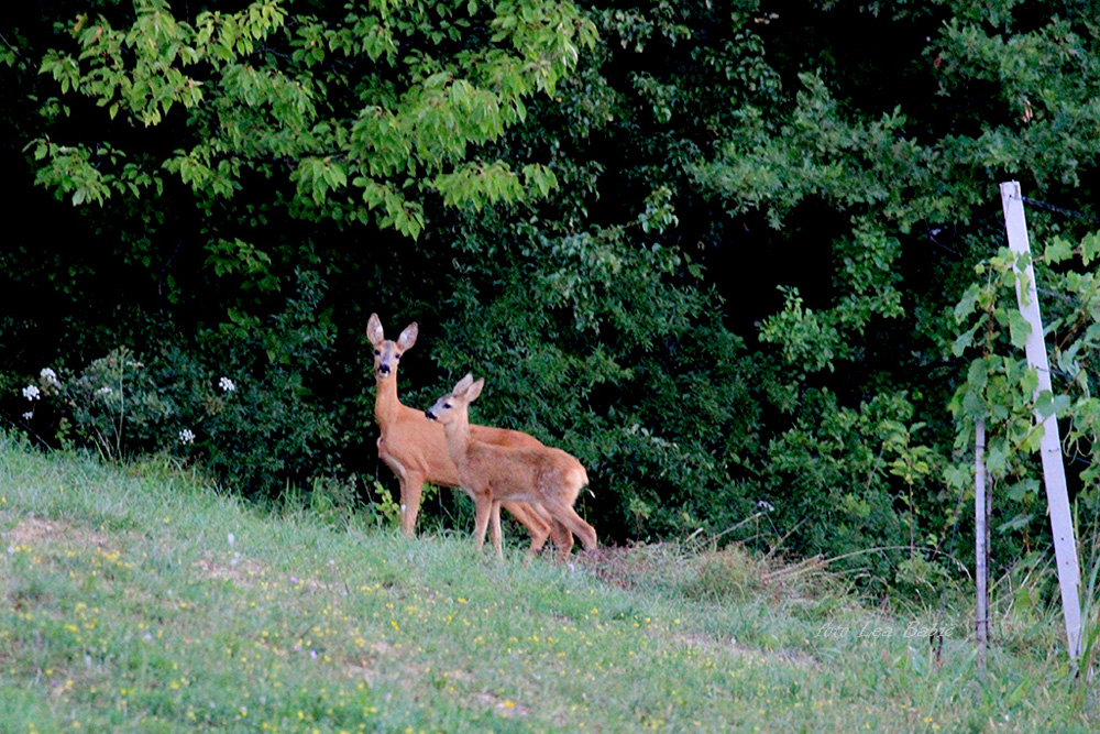 Bizeljsko - Srna (Capreolus capreolus)