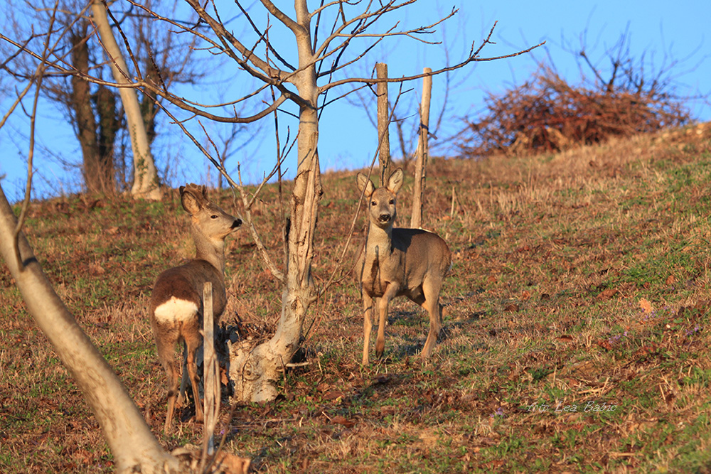 Bizeljsko - Srna (Capreolus capreolus)
